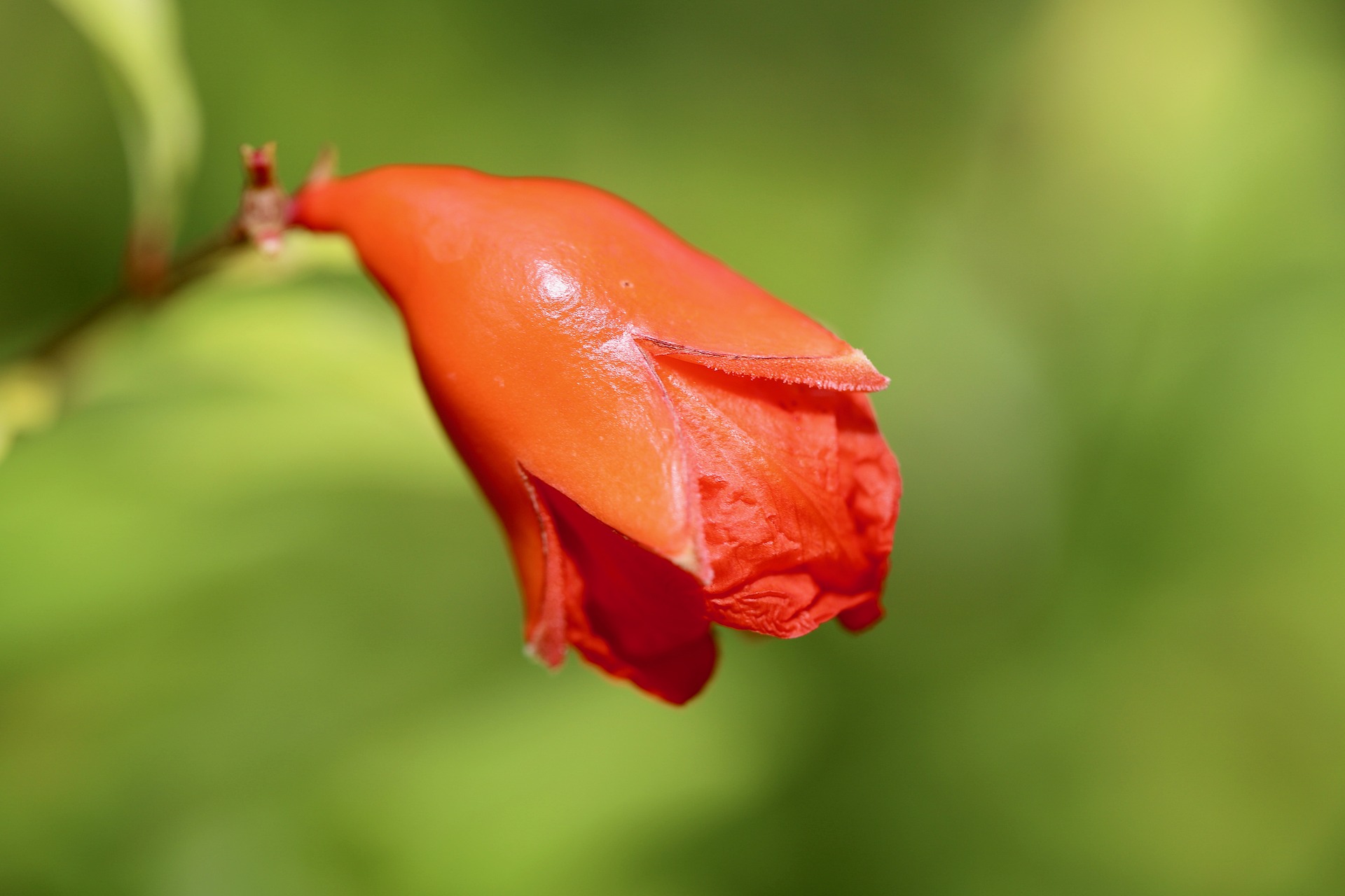 Pé de romã: 7 perguntas e 7 respostas - Safra Viva