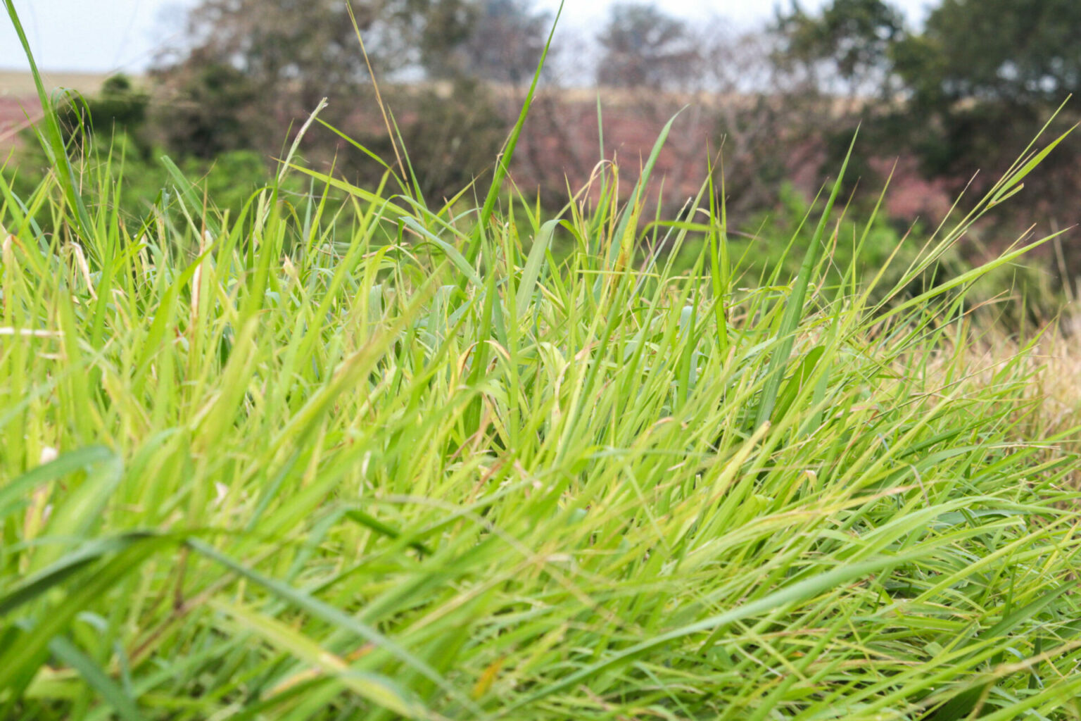Forrageiras: saiba tudo para cultivá-las - Safra Viva