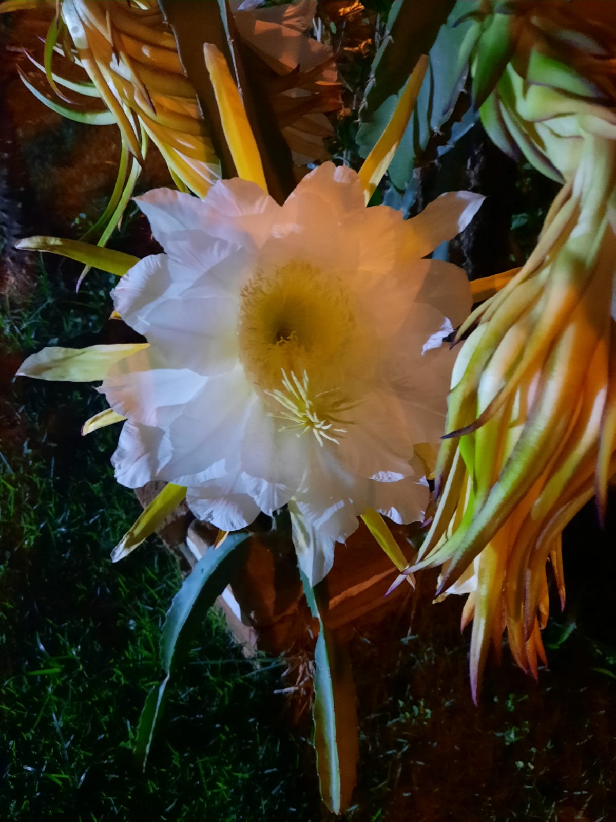 Pé de pitaya: saiba tudo sobre o cultivo - Safra Viva