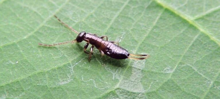 Controle biológico: combate natural de pragas - Safra Viva